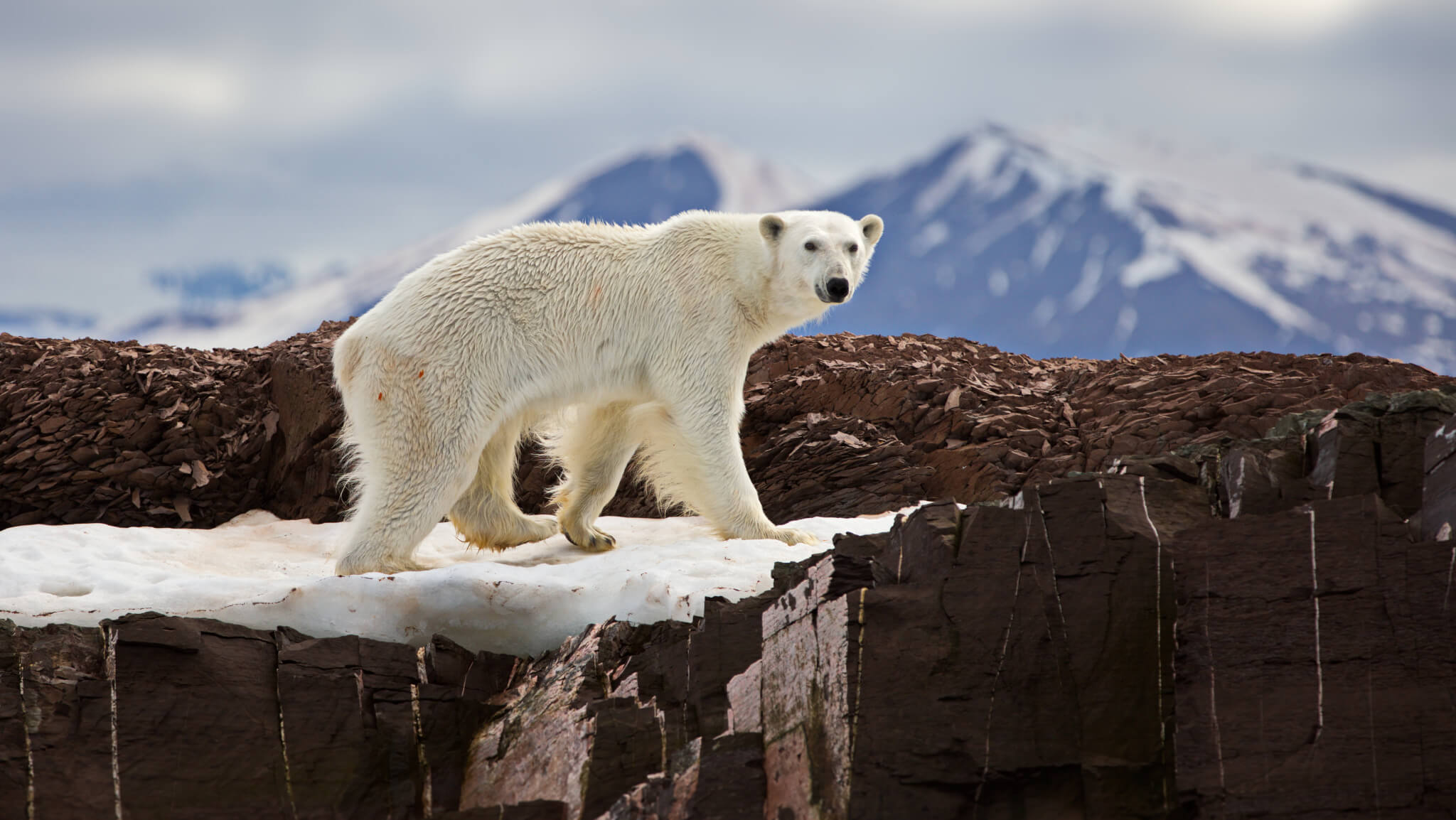 Polar Bear Week | Days Of The Year
