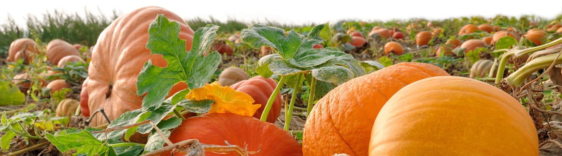 National Pumpkin Day | Days Of The Year