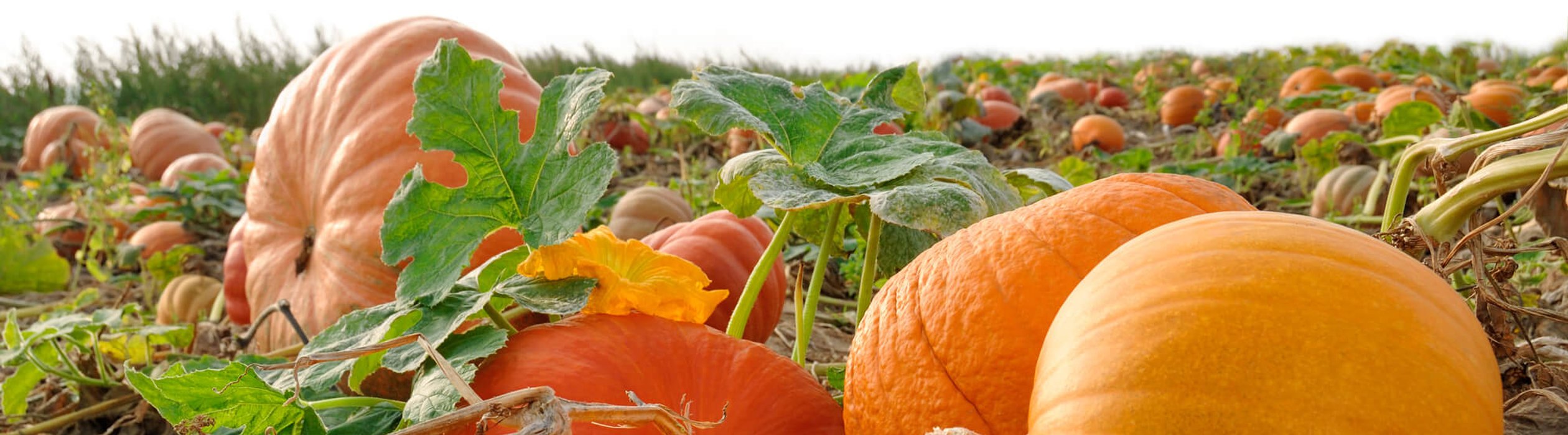 National Pumpkin Day | Days Of The Year