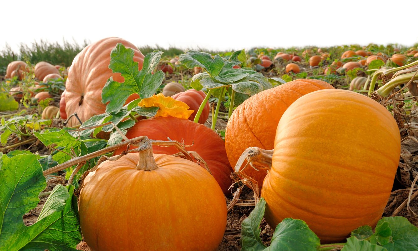 National Holidays on October 26th 2026 | Days Of The Year