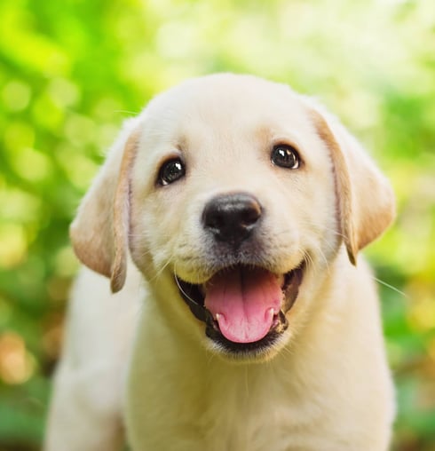 National Pet Month | Days Of The Year