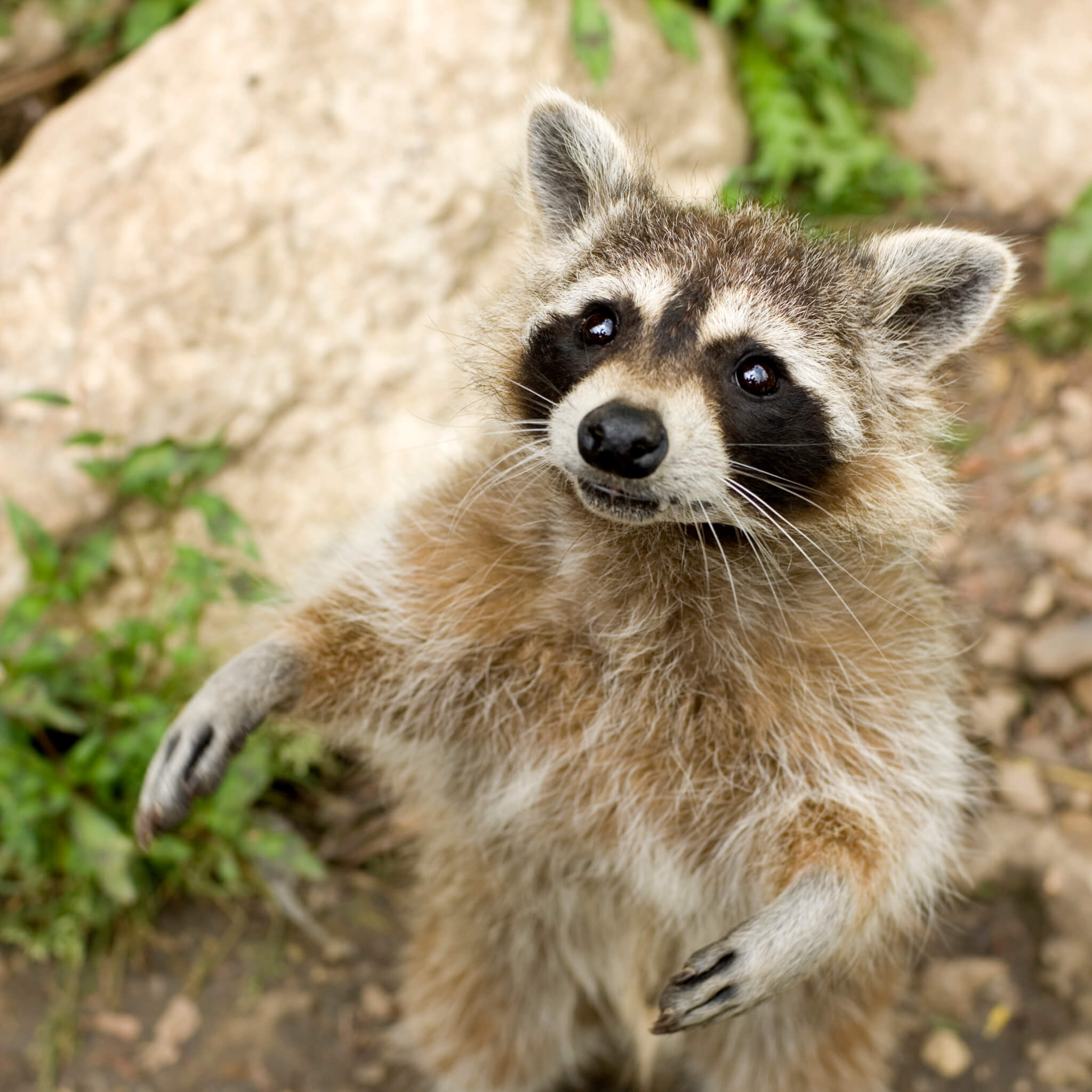 International Raccoon Appreciation Day (October 1st) | Days Of The Year International Raccoon Appreciation Day (October 1st) | Days Of The Year