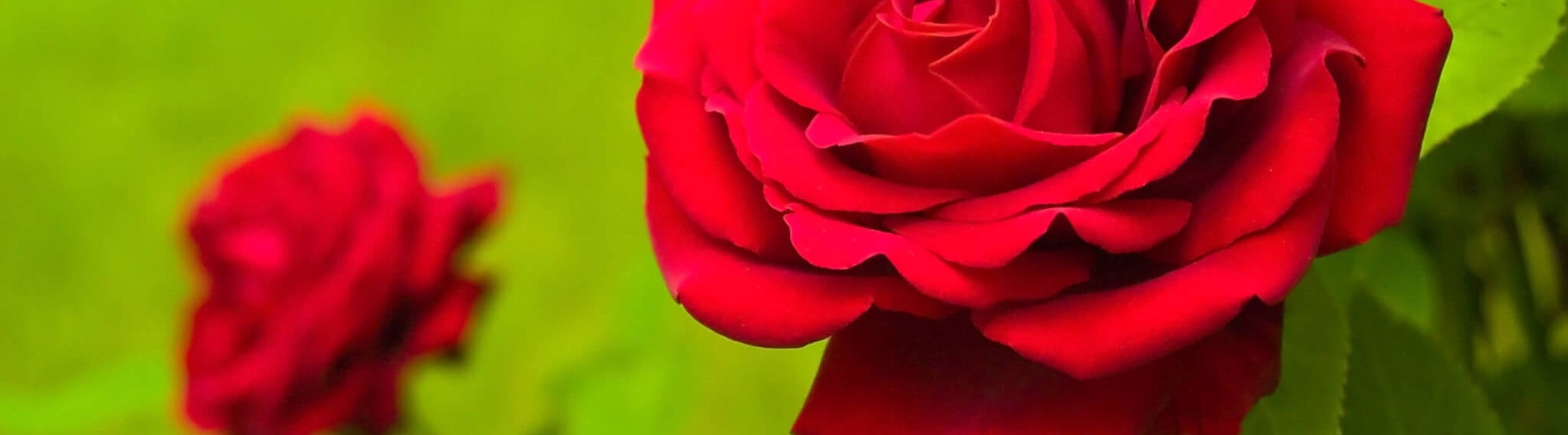 National Red Rose Day | Days Of The Year
