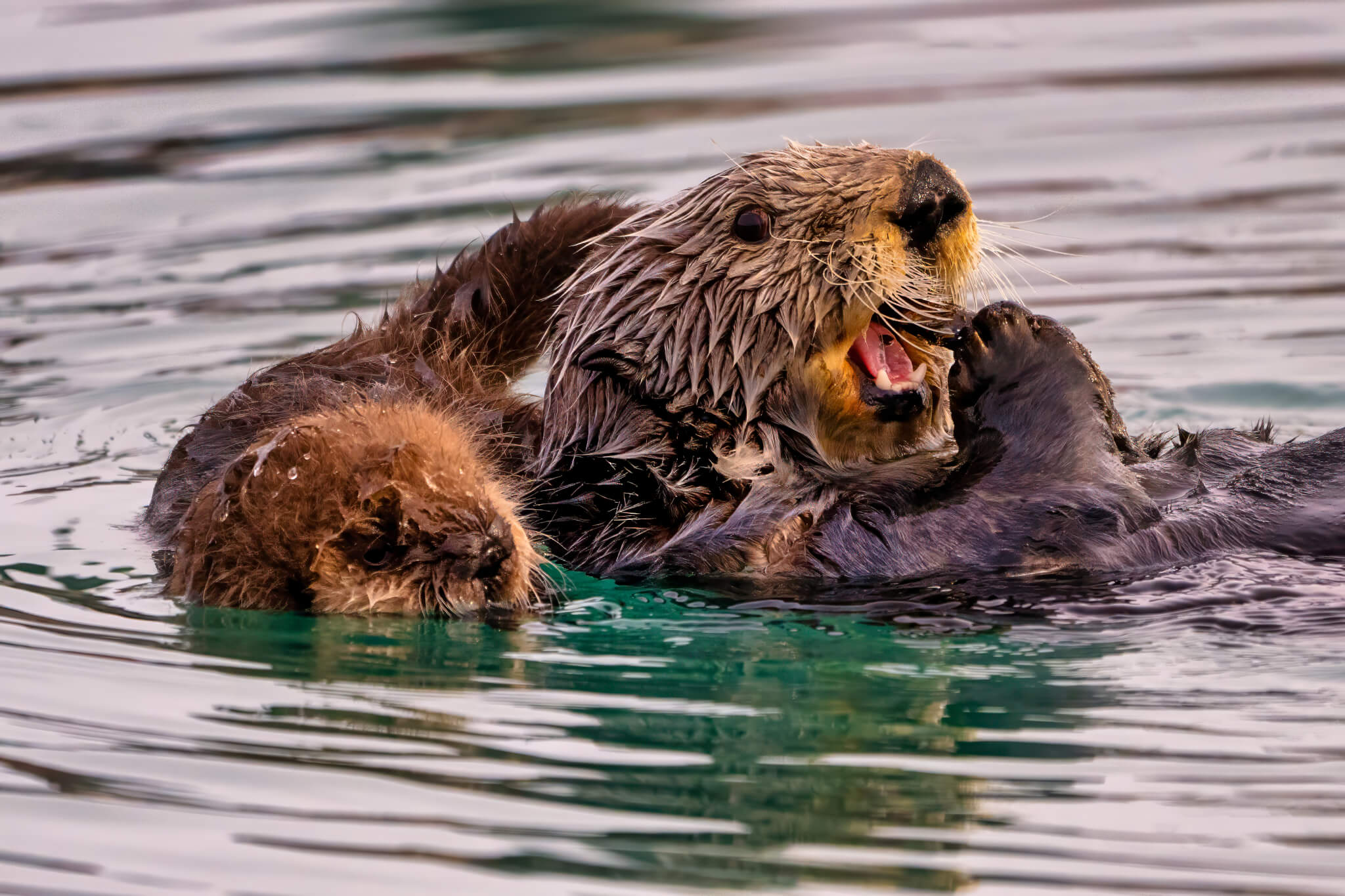 Sea Otter Awareness Week | Days Of The Year