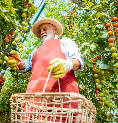 Fresh Tomato Day | Days Of The Year