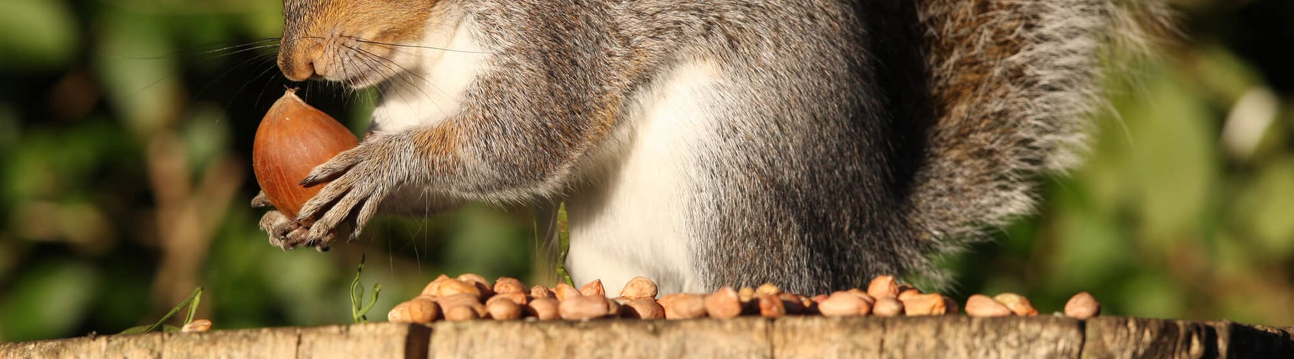 National Squirrel Appreciation Day | Days Of The Year
