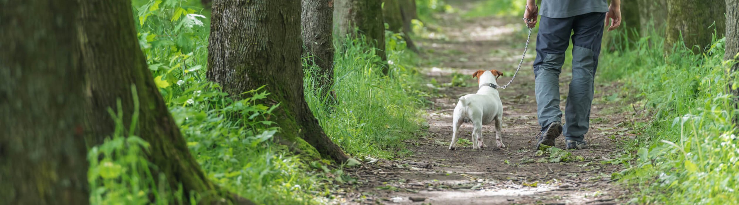 Walk Your Dog Week | Days Of The Year