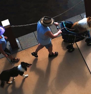 National Dog Month | Days Of The Year