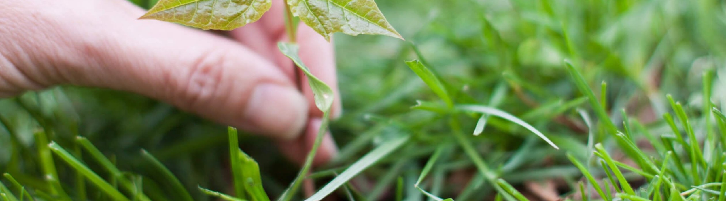 National Weed Appreciation Day | Days Of The Year