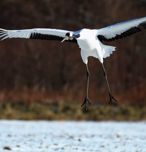 Whooping Crane Festival | Days Of The Year