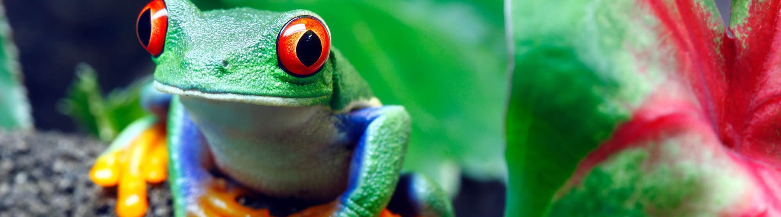 National Wildlife Day | Days Of The Year