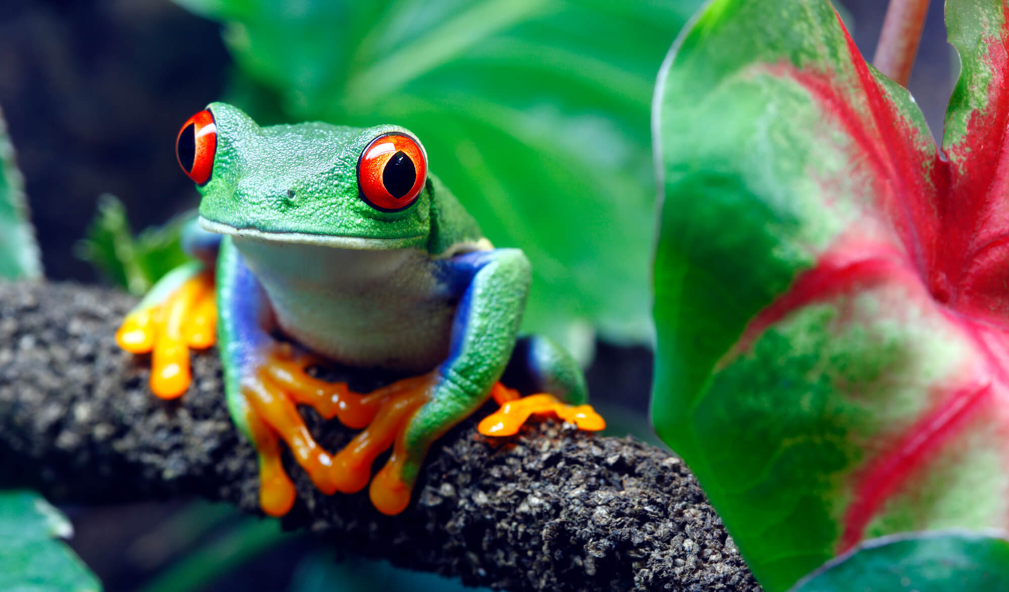 National Wildlife Day | Days Of The Year