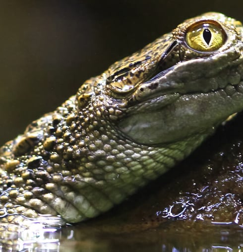 National Croc Day | Days Of The Year