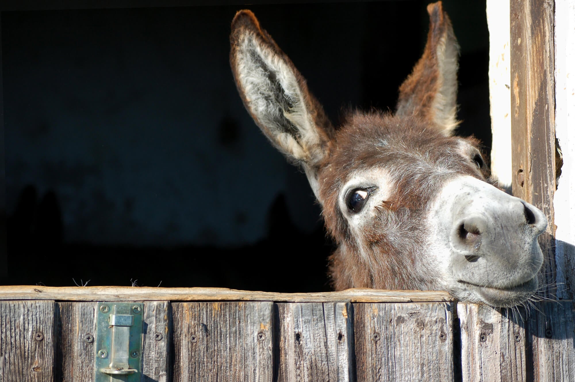 World Donkey Day (May 8th) | Days Of The Year